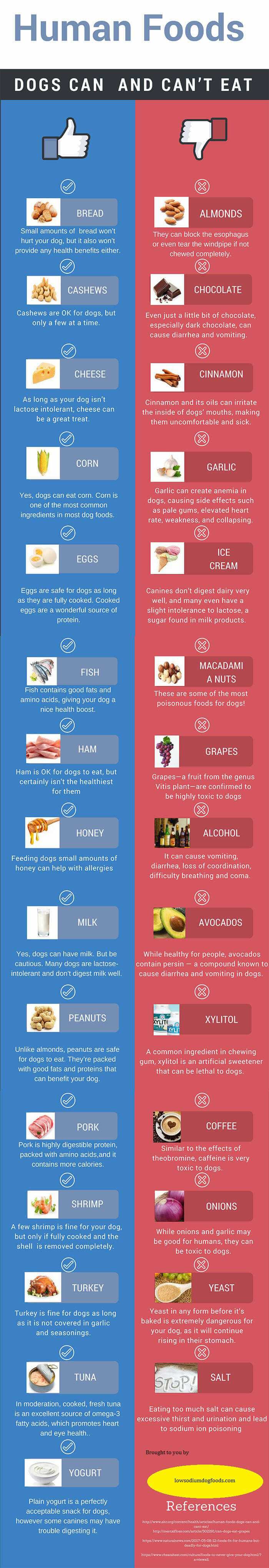 Foods Toxic To Dogs