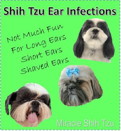 Shih Tzu Dog Ear Infection