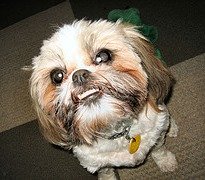 Shih Tzu Teeth, Bite and Dental Issues